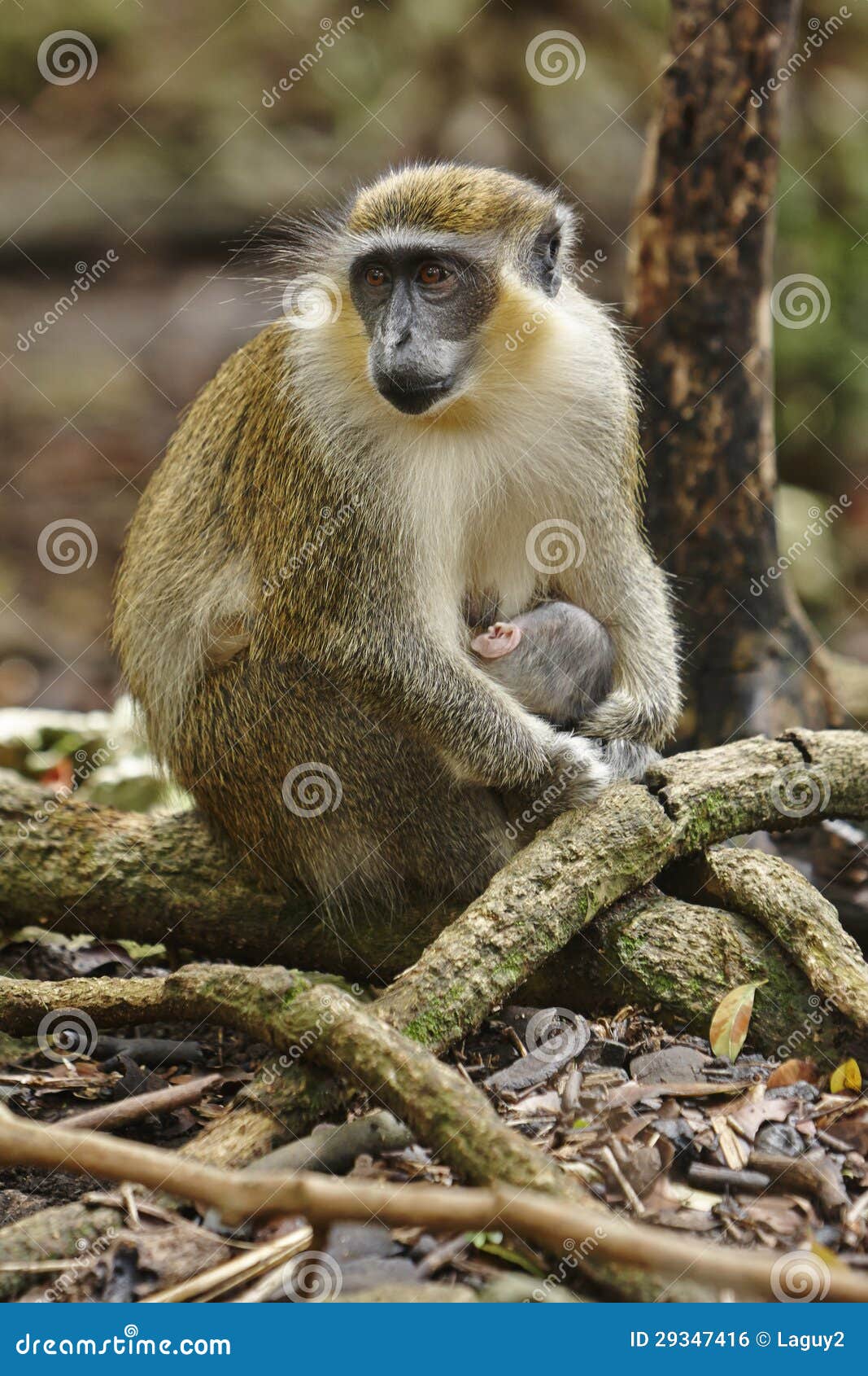 Macaco verde de Barbados foto de stock. Imagem de reserva - 29347416