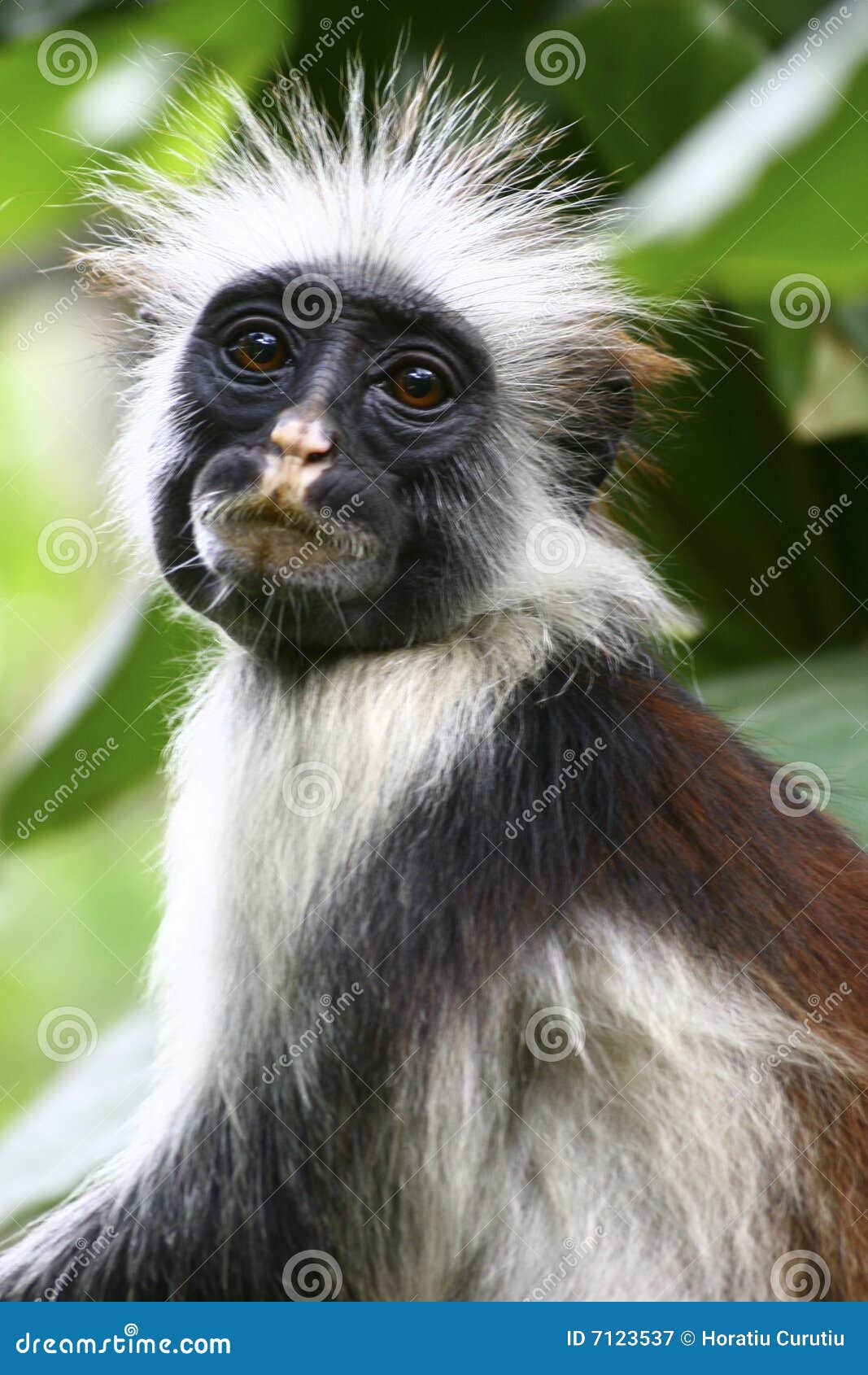 Macaco vermelho imagem de stock. Imagem de wildlife, vermelho - 7123537