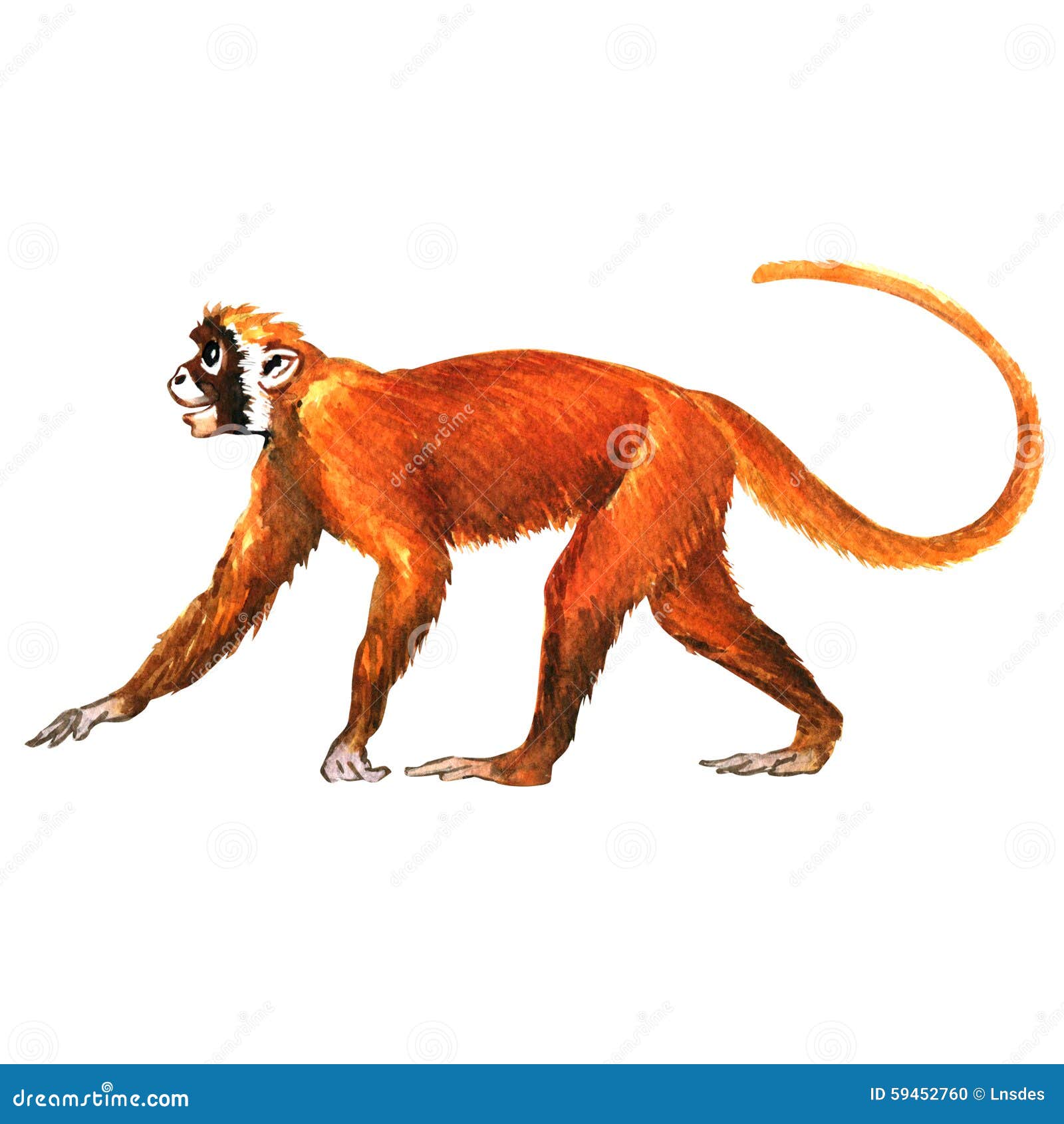 Macaco Vermelho, Animal, Isolado Ilustração Stock - Ilustração de curso ...