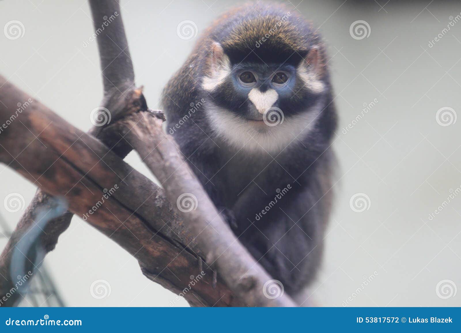 Macaco Vermelho-atado foto de stock. Imagem de adulto - 53817572