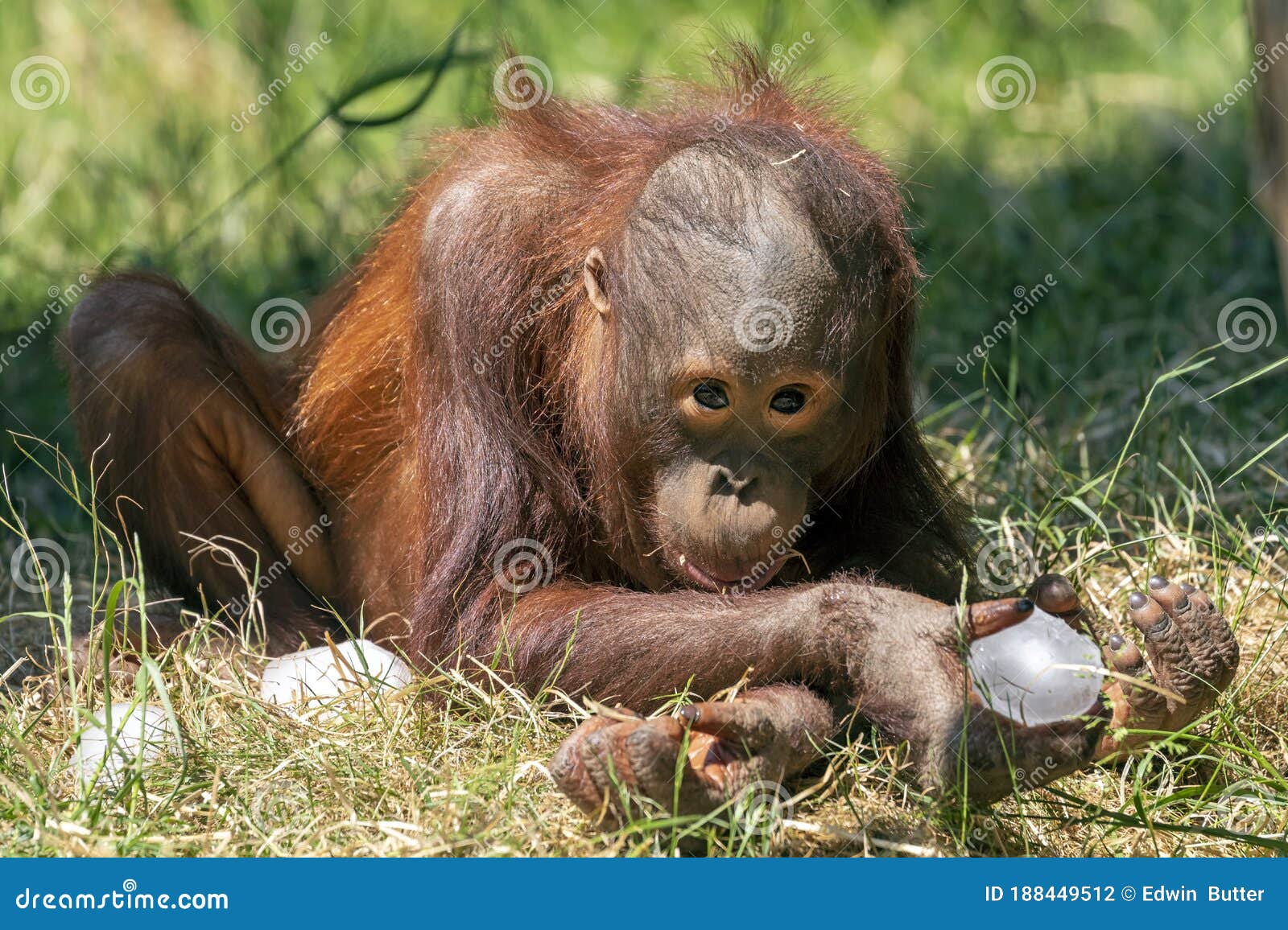 Macaco-vermelho-do-pongo foto de stock. Imagem de exterior - 188449512