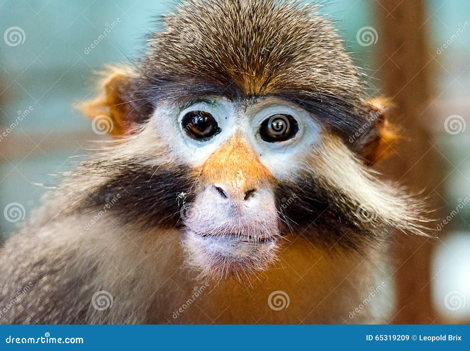 Macaco Vermelho-orelhudo imagem de stock. Imagem de macaco - 65319209