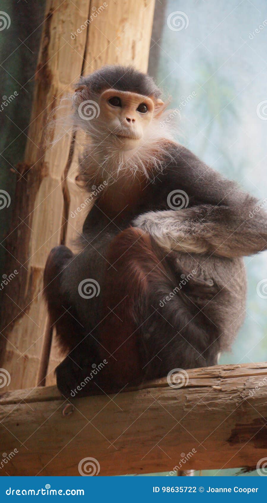 Macaco Vermelho-shanked De Douc Foto de Stock - Imagem de mancha ...