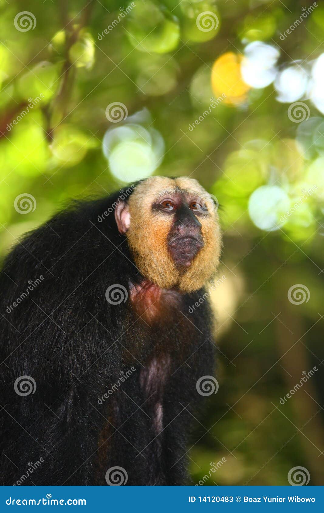 Macaco White-faced de Saki imagem de stock. Imagem de cerca - 14120483