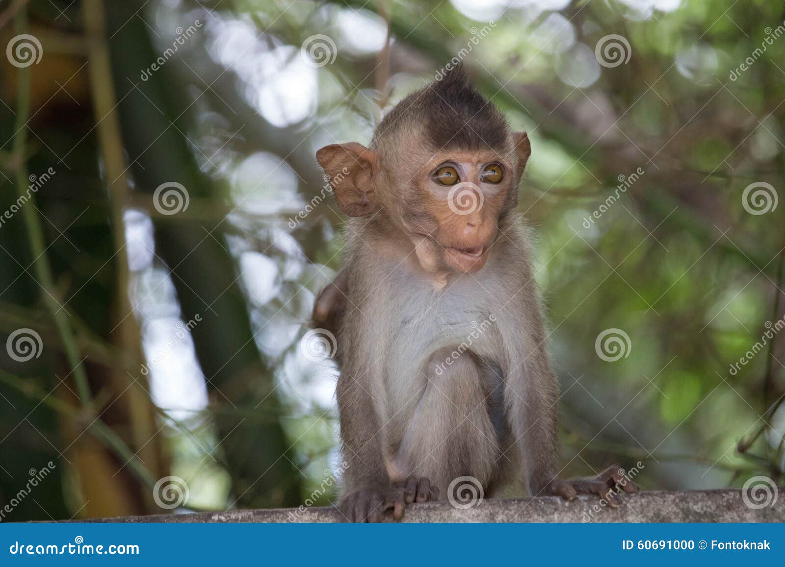 Macacos bonitos foto de stock. Imagem de quente, real - 60691000