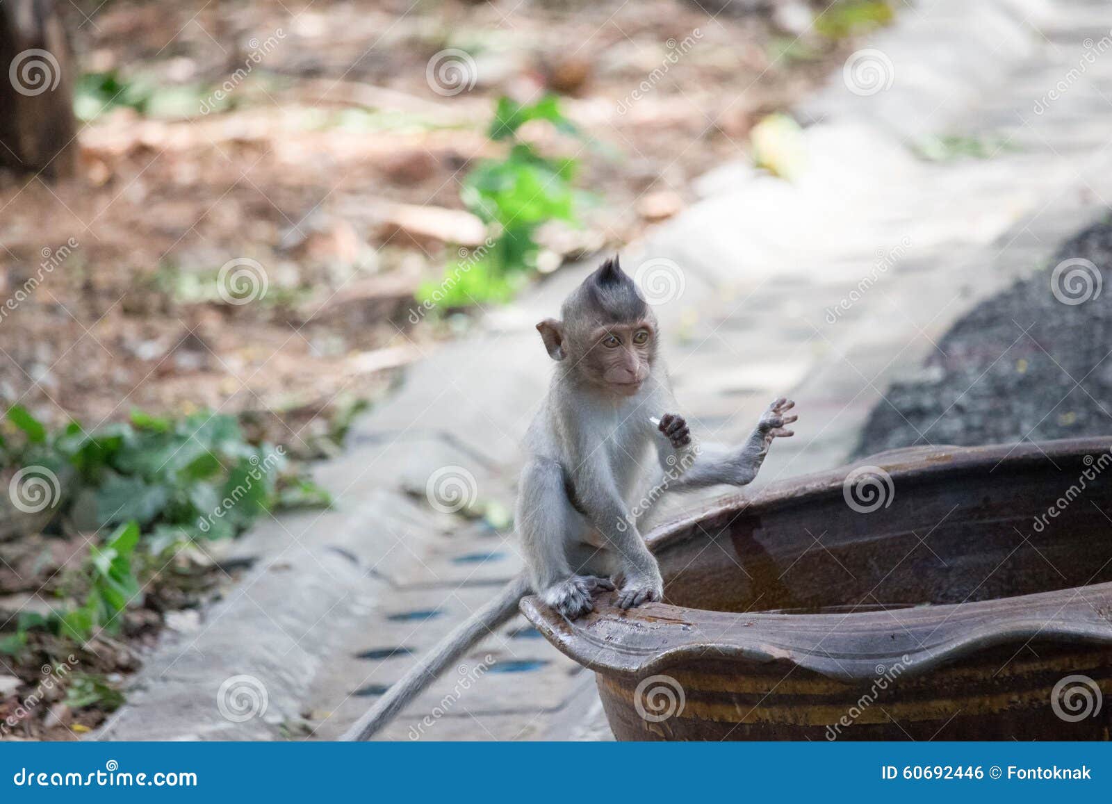 Macacos bonitos foto de stock. Imagem de macaco, real - 60692446