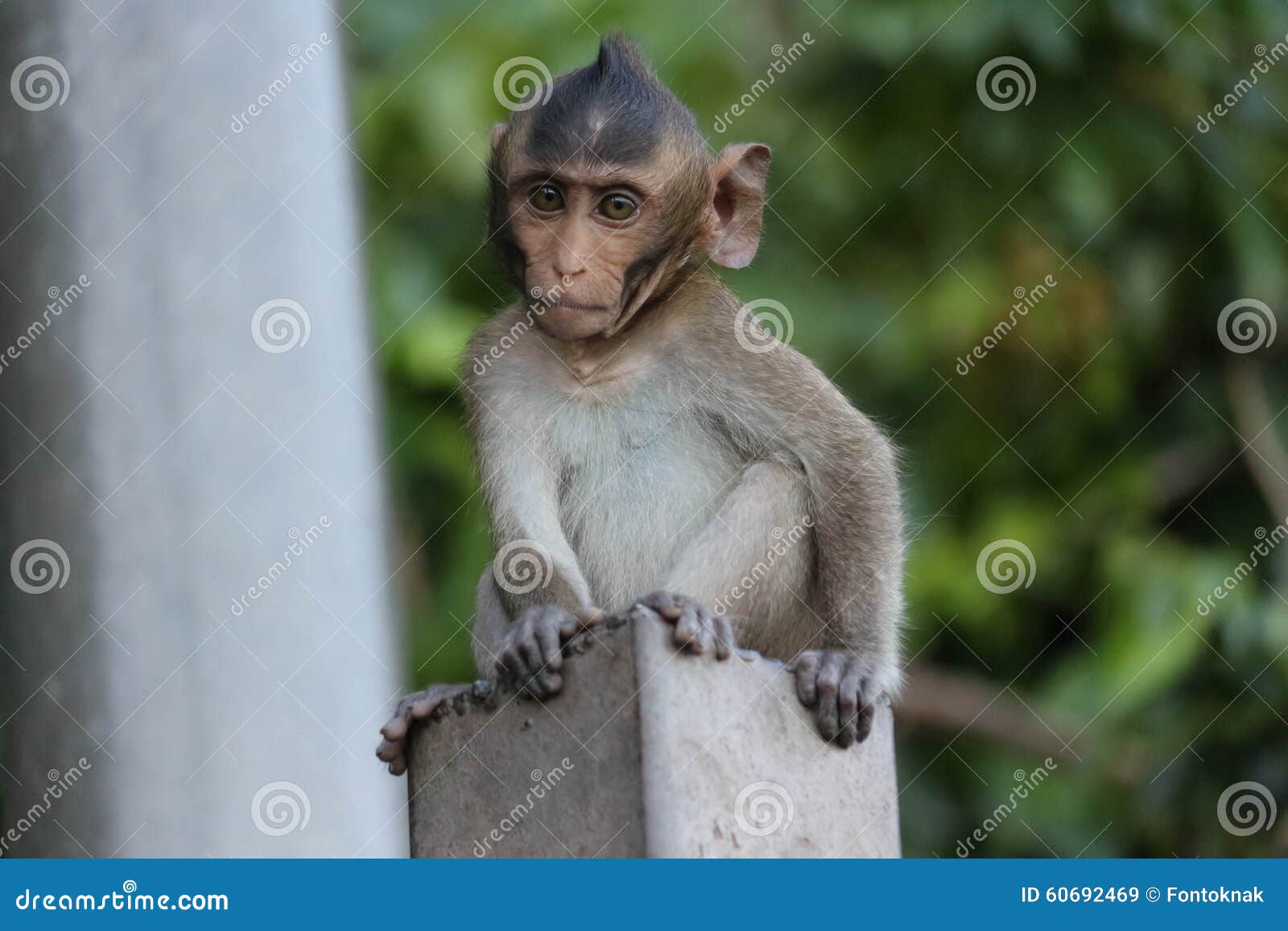 Macacos bonitos imagem de stock. Imagem de floresta, naughty - 60692469