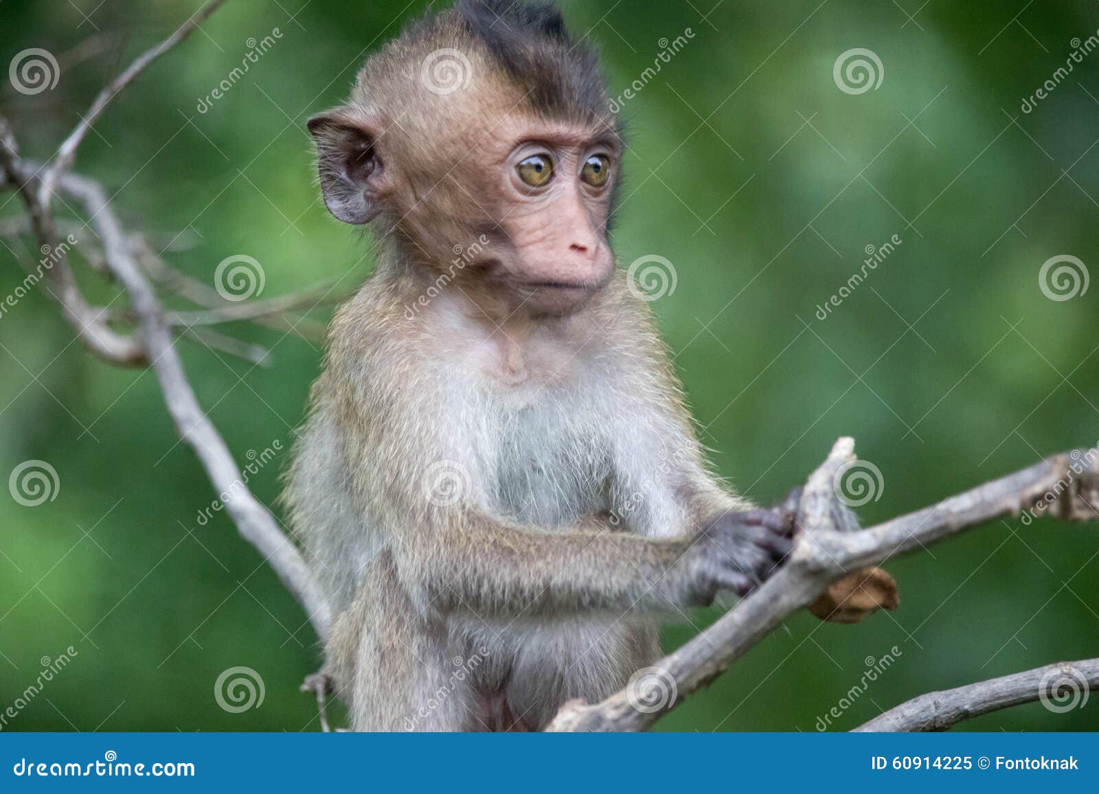 Macacos bonitos imagem de stock. Imagem de fofofo, tailândia - 60914225