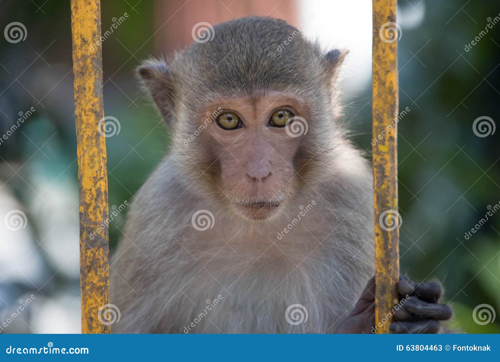 Macacos bonitos imagem de stock. Imagem de caranguejo - 63804463