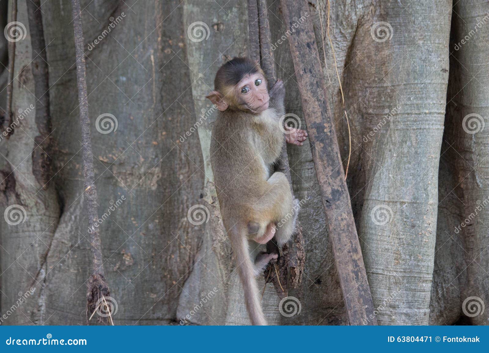 Macacos bonitos imagem de stock. Imagem de tropical, quente - 63804471