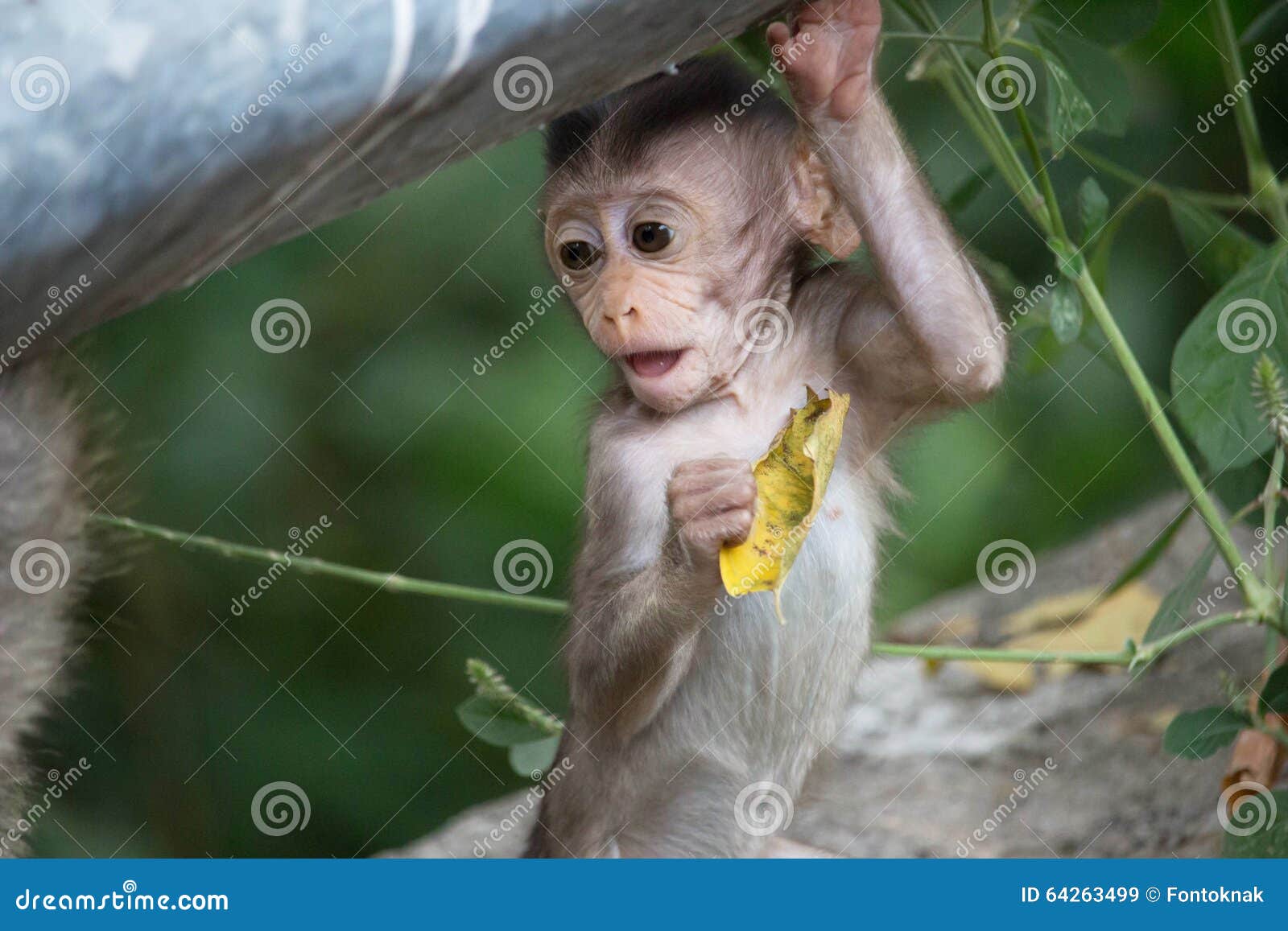 Macacos bonitos imagem de stock. Imagem de tropical, floresta - 64263499