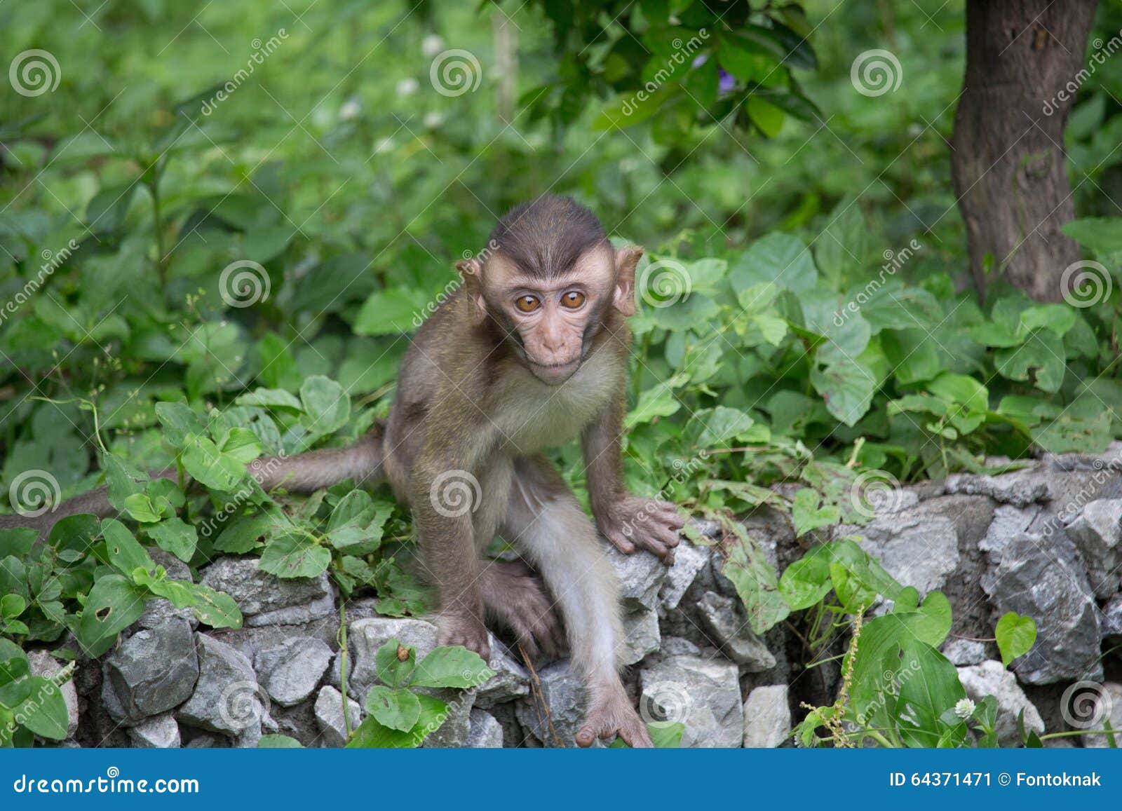 Macacos bonitos imagem de stock. Imagem de tropical, tailândia - 64371471