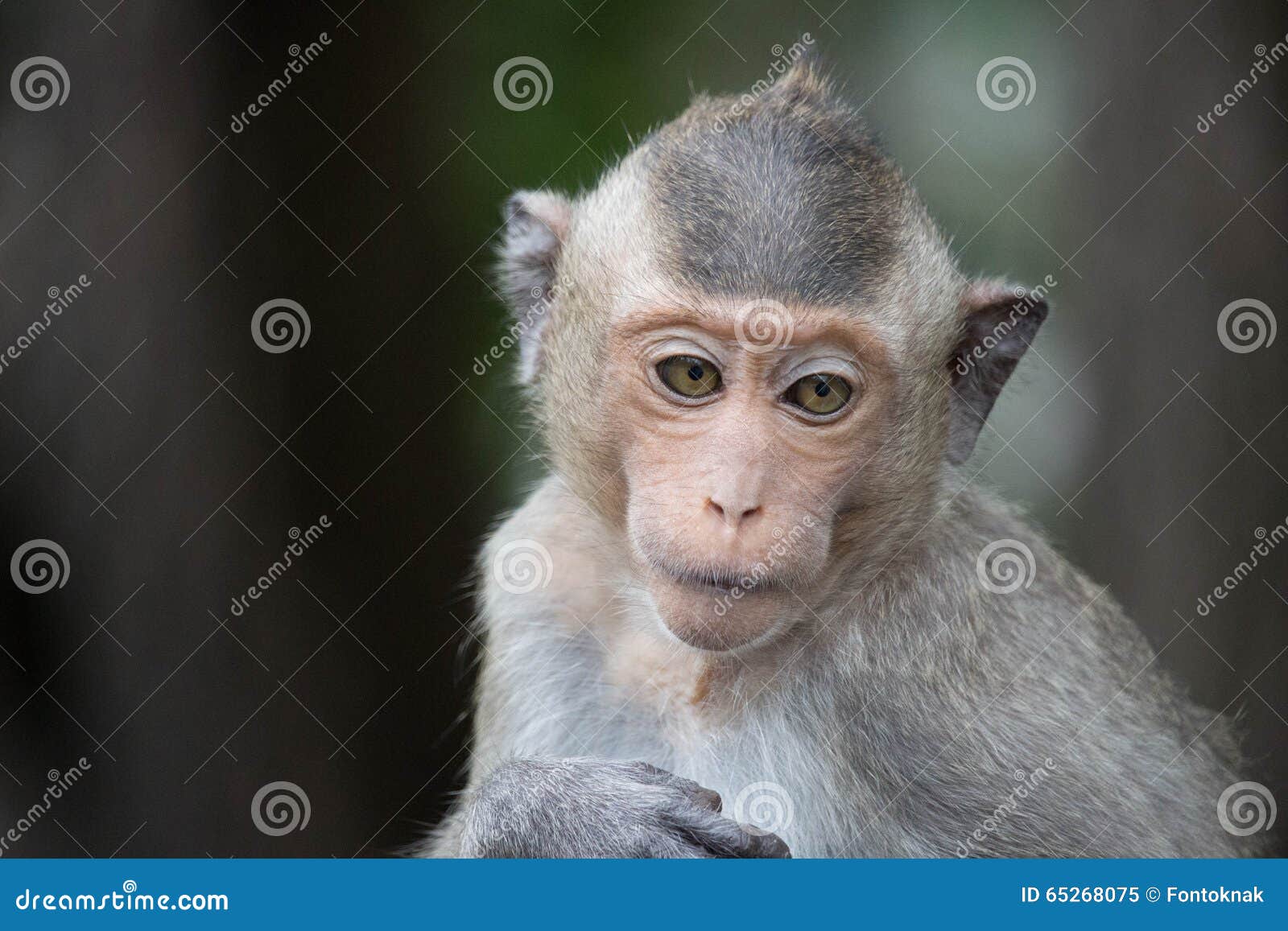 Macacos bonitos imagem de stock. Imagem de real, olho - 65268075