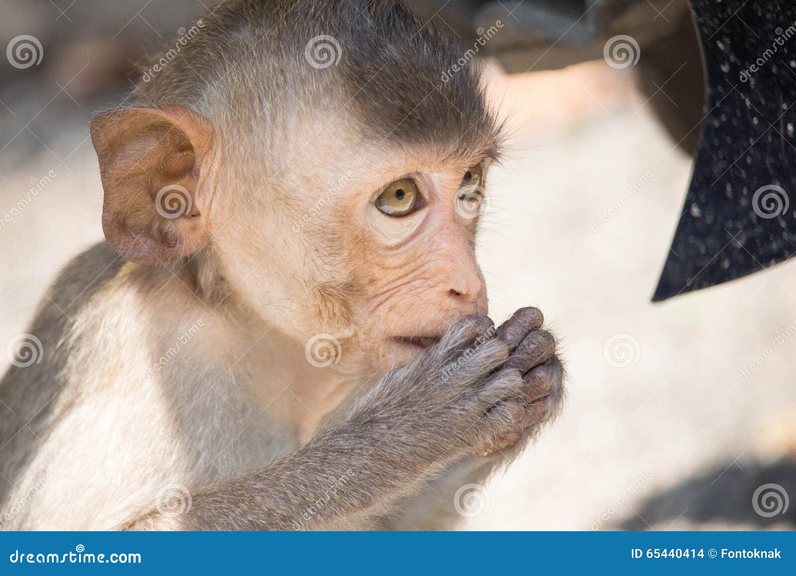 Macacos bonitos foto de stock. Imagem de quente, templo - 65440414