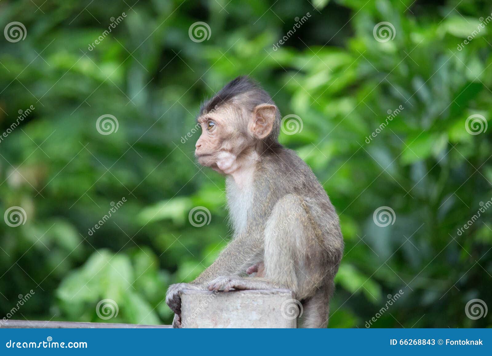 Macacos bonitos imagem de stock. Imagem de foto, fauna - 66268843