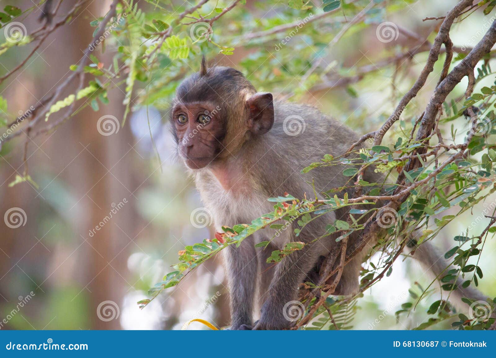Macacos bonitos imagem de stock. Imagem de fauna, tailândia - 68130687