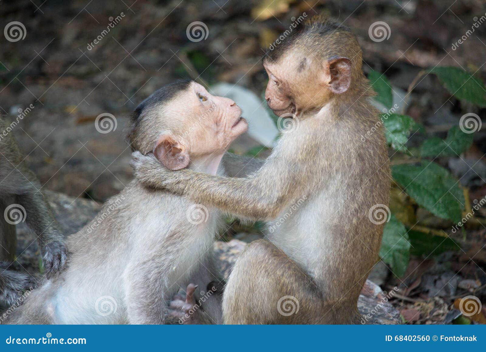 Macacos bonitos foto de stock. Imagem de real, tailândia - 68402560