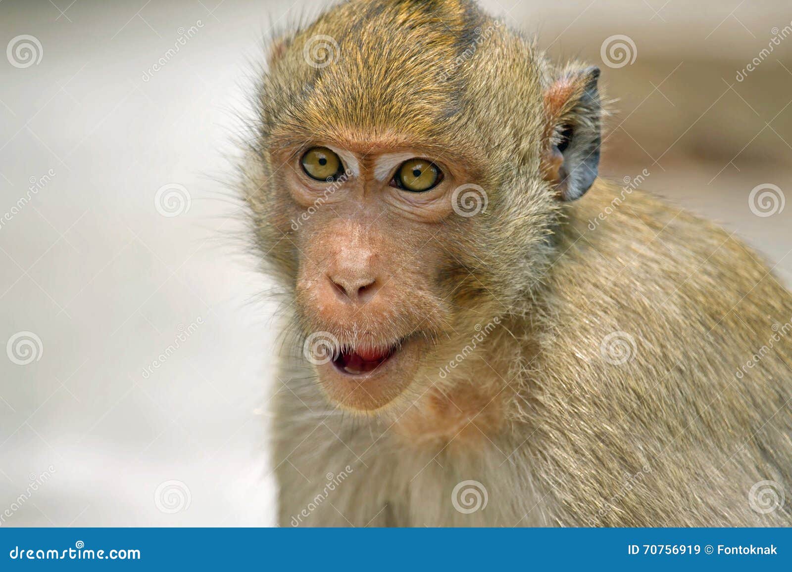 Macacos bonitos imagem de stock. Imagem de cara, fofofo - 70756919