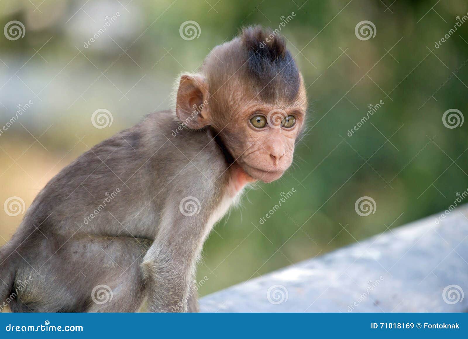 Macacos bonitos imagem de stock. Imagem de macaco, focinho - 71018169