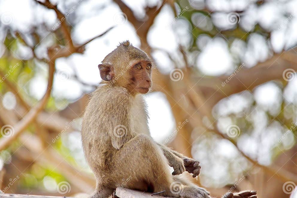 Macacos bonitos foto de stock. Imagem de real, tropical - 71694262