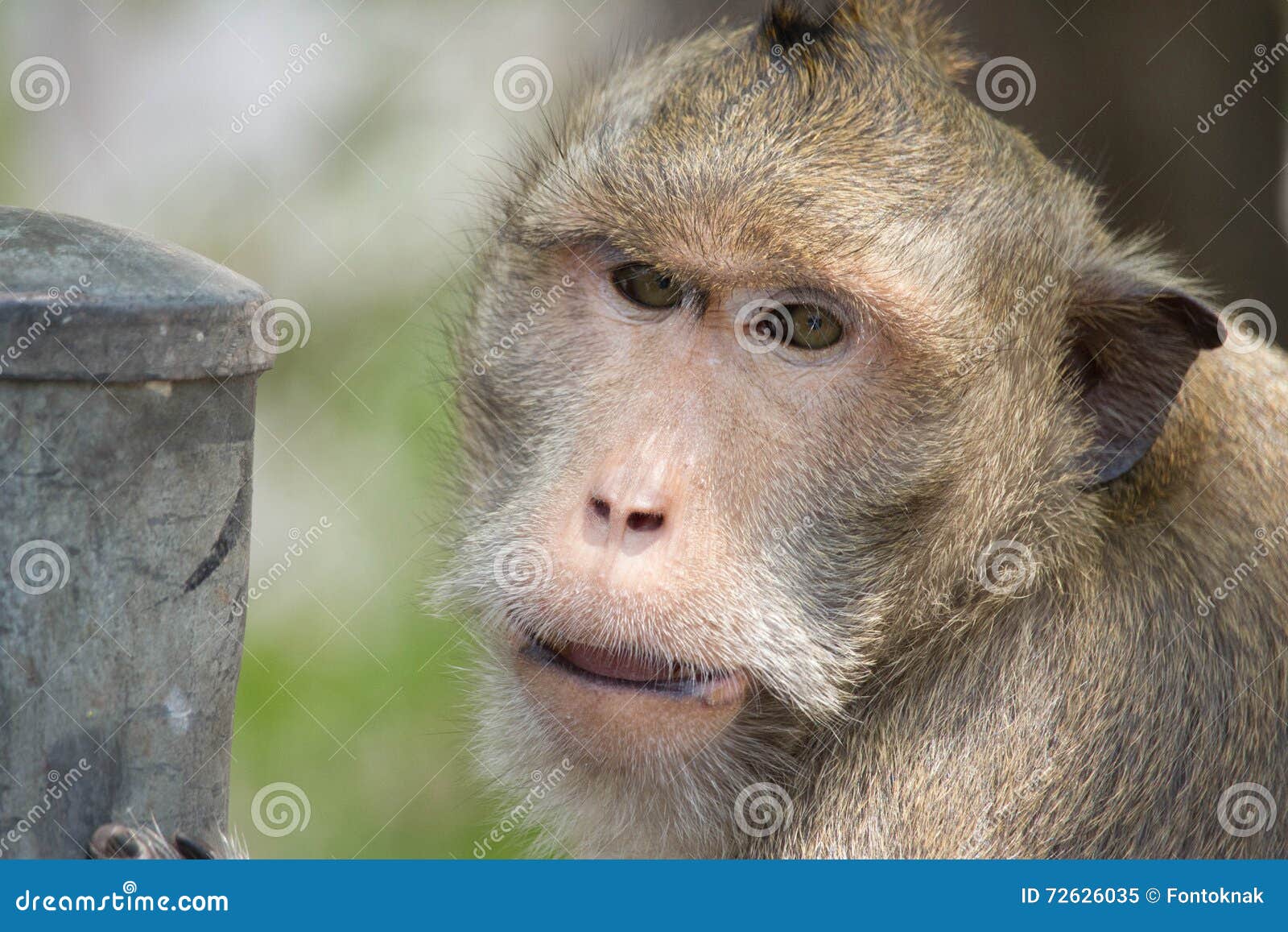 Macacos bonitos imagem de stock. Imagem de macaco, pele - 72626035