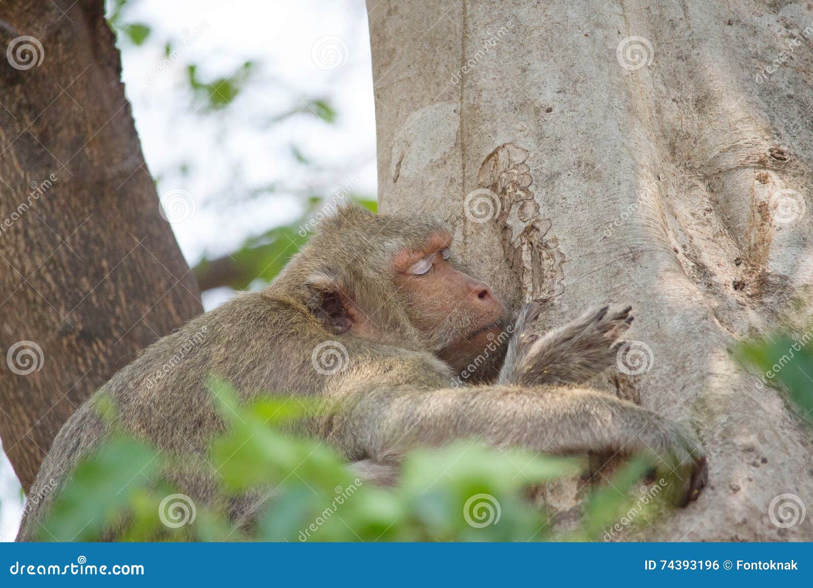 Macacos bonitos foto de stock. Imagem de floresta, quente - 74393196