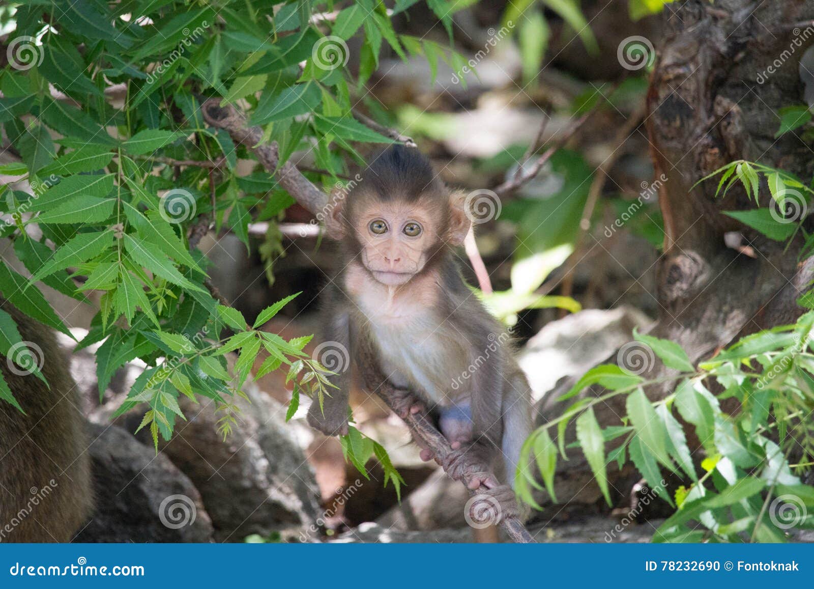 Macacos bonitos foto de stock. Imagem de fauna, selva - 78232690