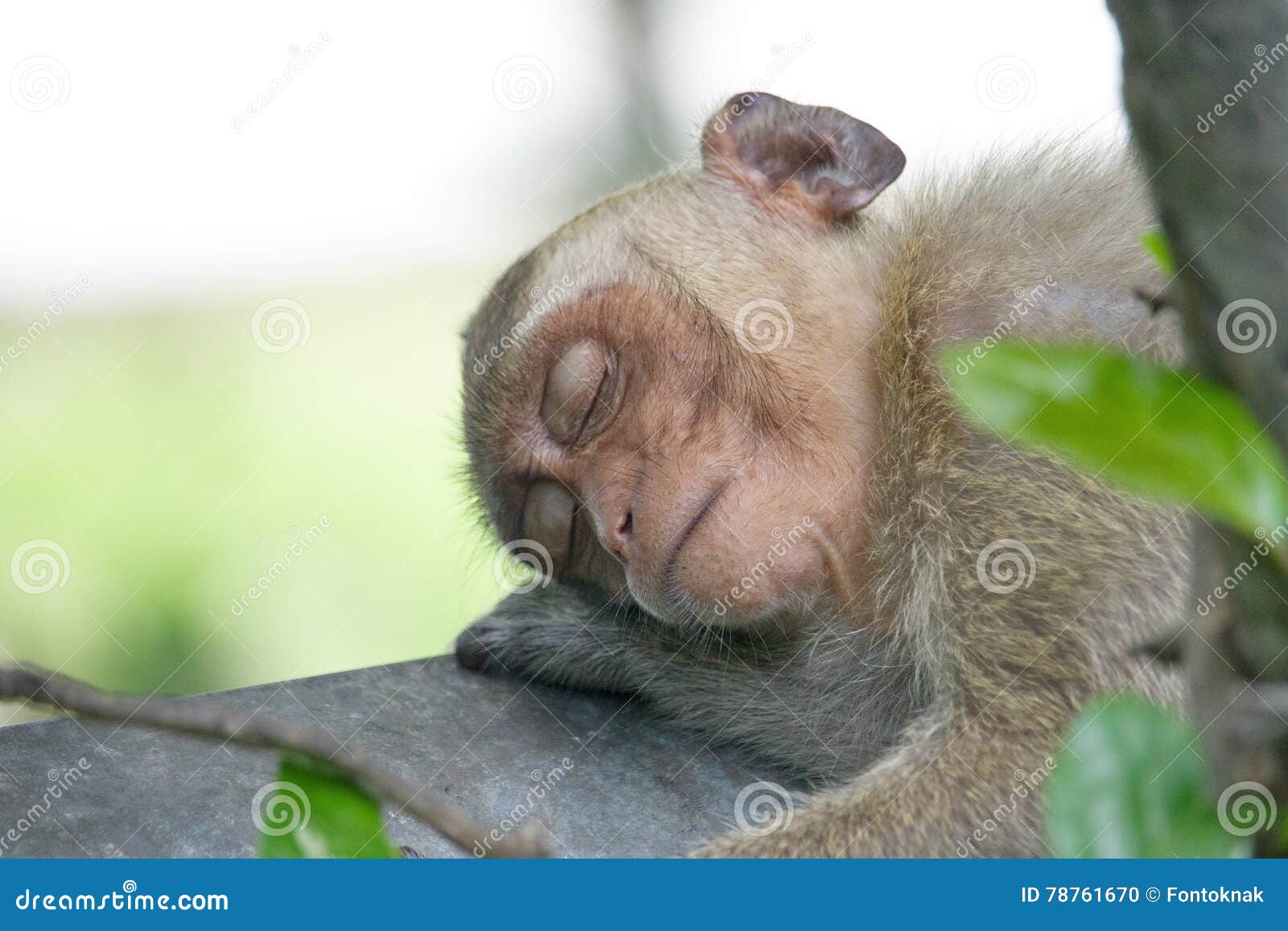 Macacos bonitos foto de stock. Imagem de wildlife, focinho - 78761670