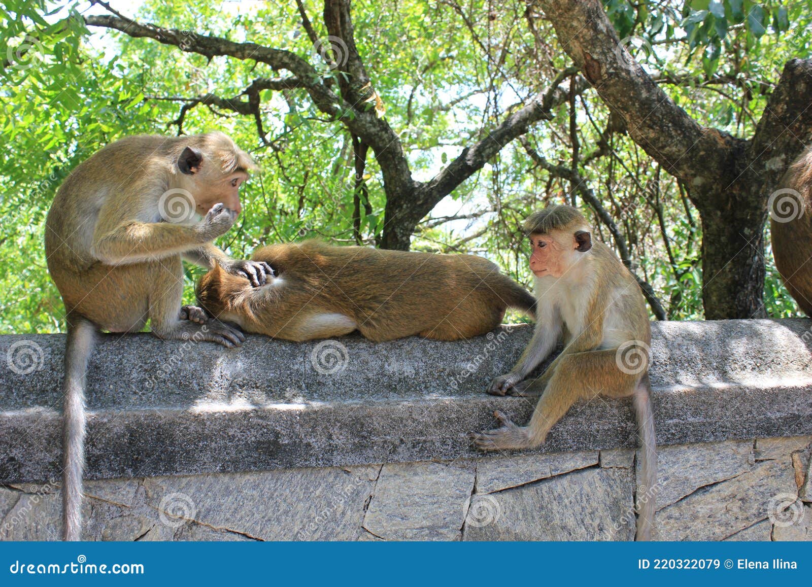 Macacos Bonitos Da Ilha Sri Lanka Imagem de Stock - Imagem de tropical ...