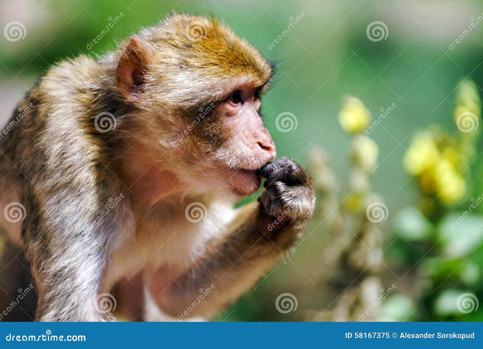 Macacos Bonitos Do Macaco Na Floresta Imagem de Stock - Imagem de ...