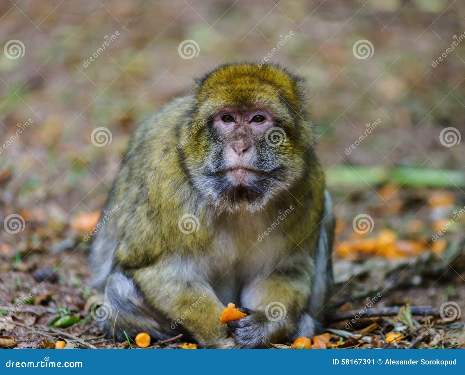 Macacos Bonitos Do Macaco Na Floresta Imagem de Stock - Imagem de ...