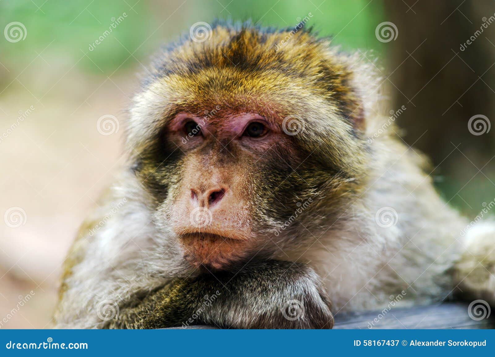 Macacos Bonitos Do Macaco Na Floresta Imagem de Stock - Imagem de selva ...