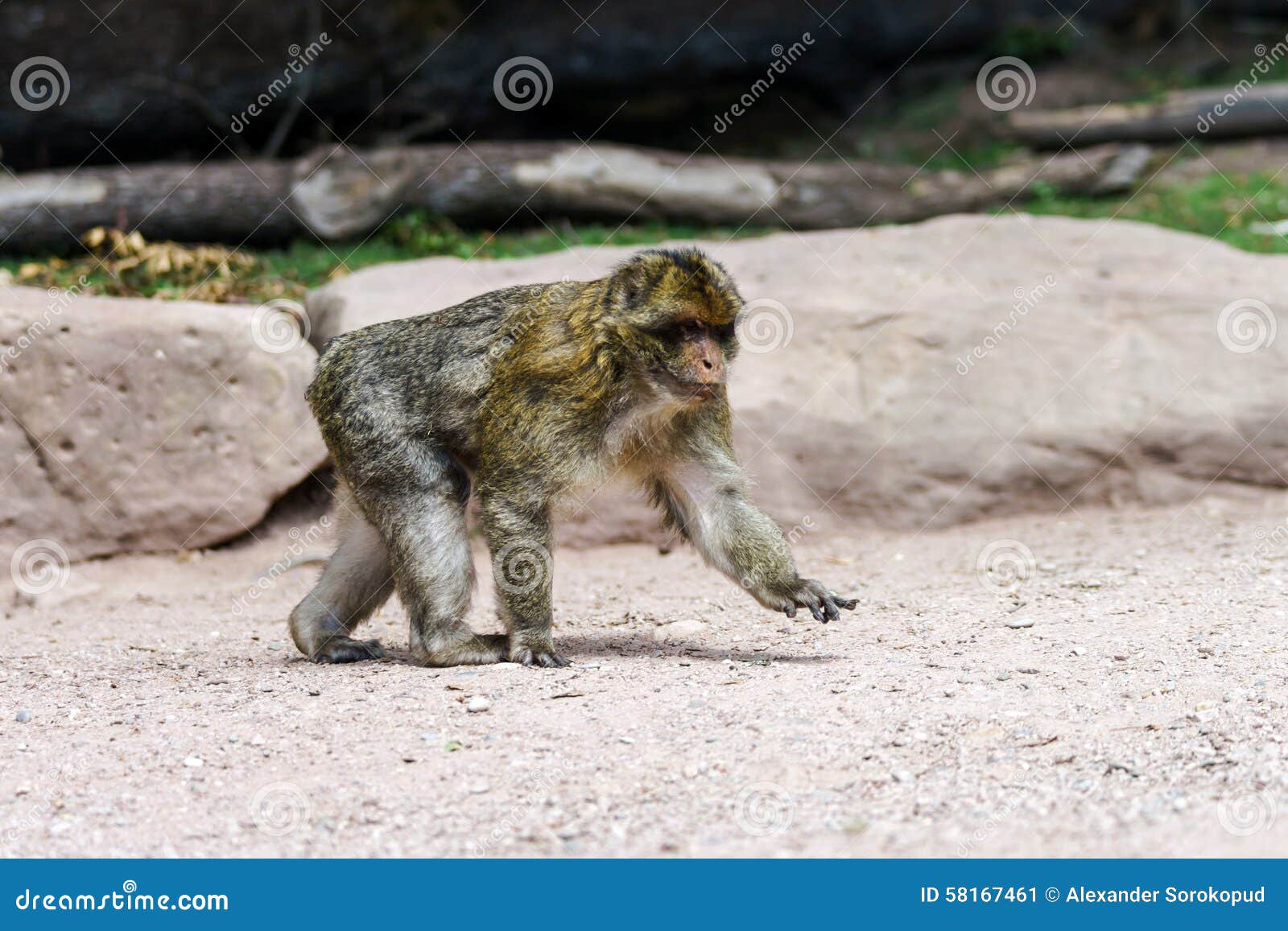 Macacos Bonitos Do Macaco Na Floresta Imagem de Stock - Imagem de ...