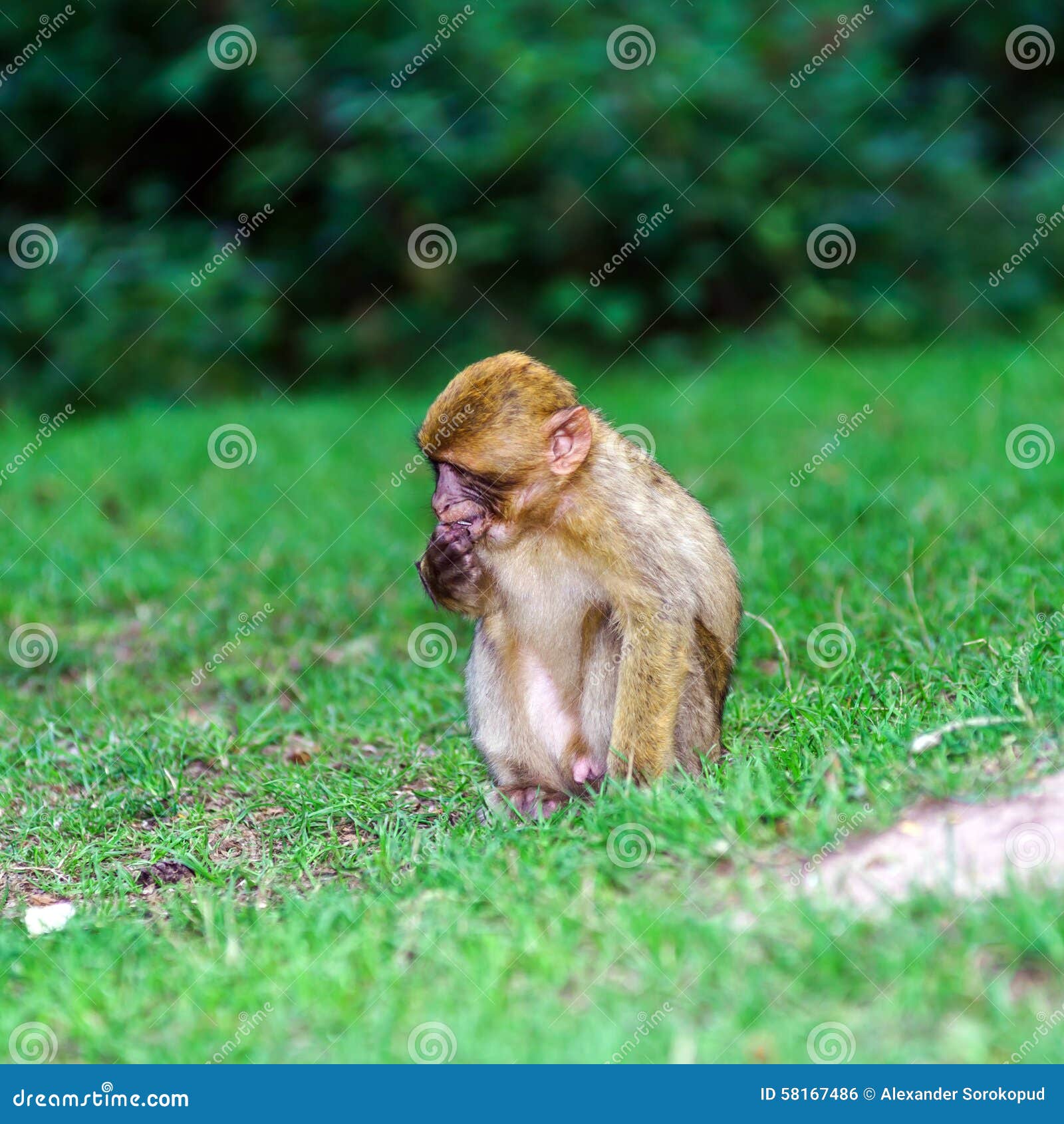 Macacos Bonitos Do Macaco Na Floresta Foto de Stock - Imagem de ...