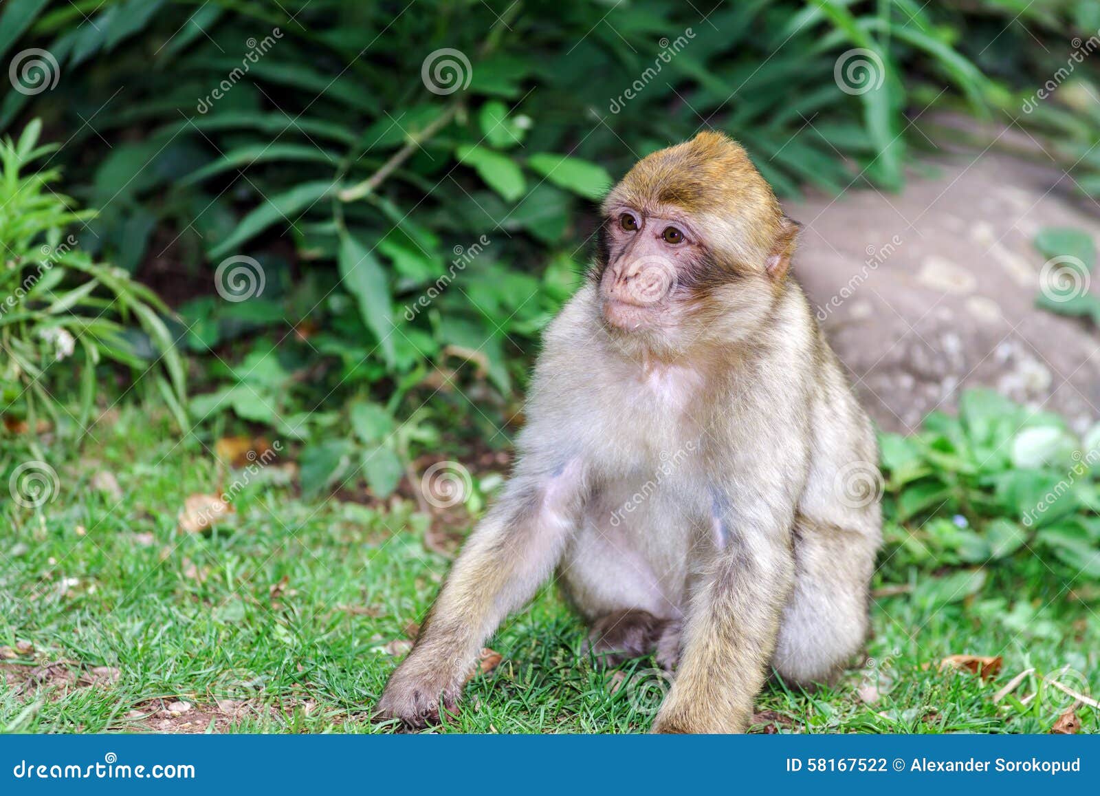 Macacos Bonitos Do Macaco Na Floresta Foto de Stock - Imagem de fofofo ...