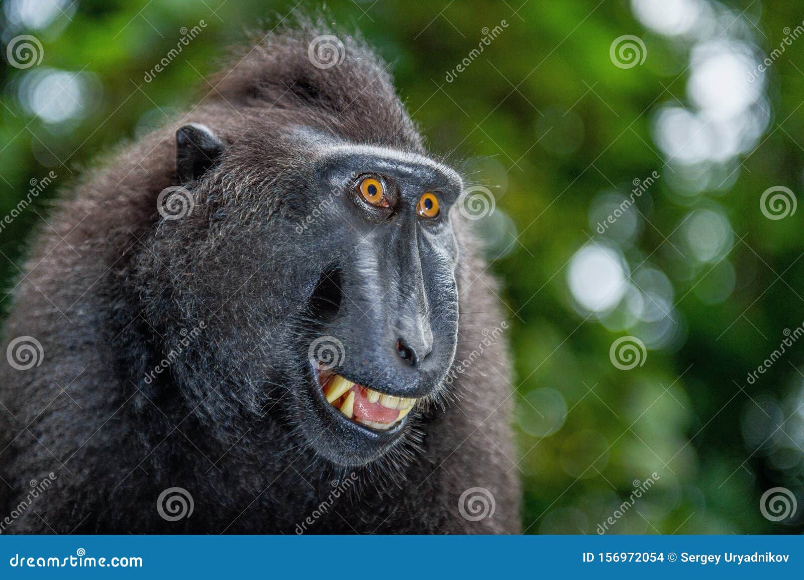 Macacos Con Crema Sonriente Foto de archivo - Imagen de divertido ...
