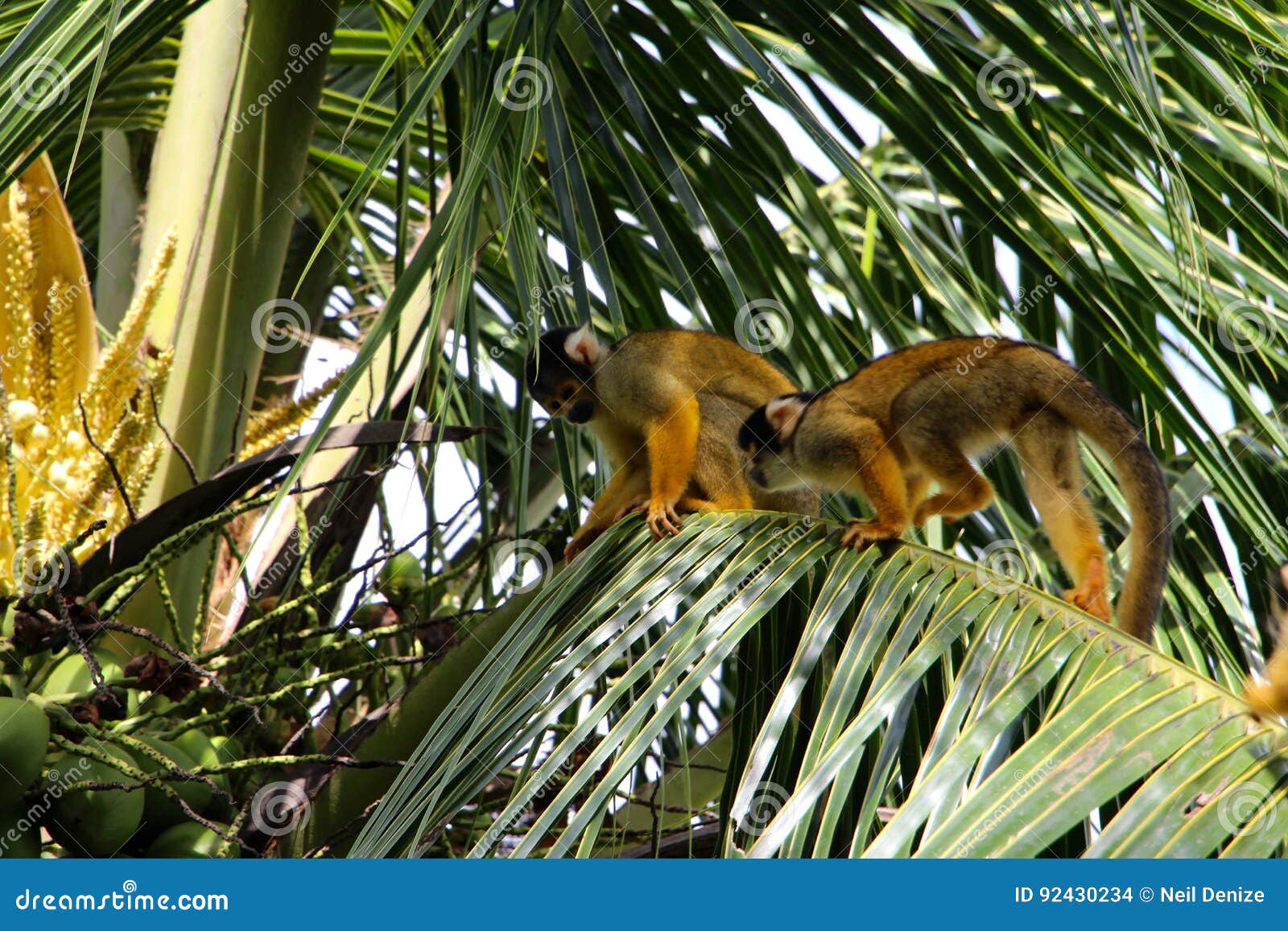 Macacos De Esquilo No Parque Nacional De Madidi Foto de Stock - Imagem ...