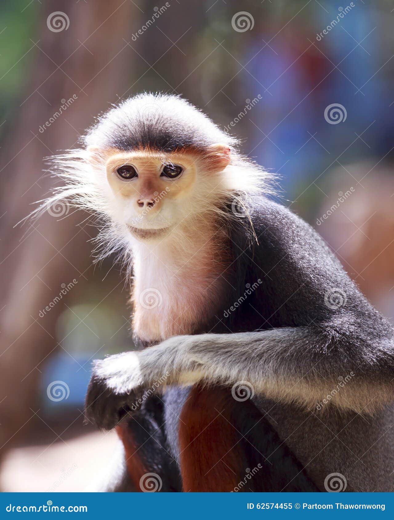 Macacos De Macaque Cinco Cores (Douc Vermelho-shanked) Imagem de Stock ...