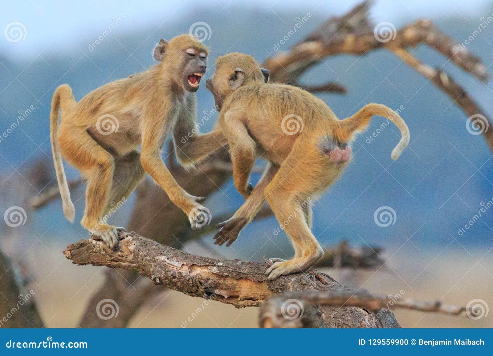 Macacos De Vervet Que Lutam No Ramo Foto de Stock - Imagem de ...