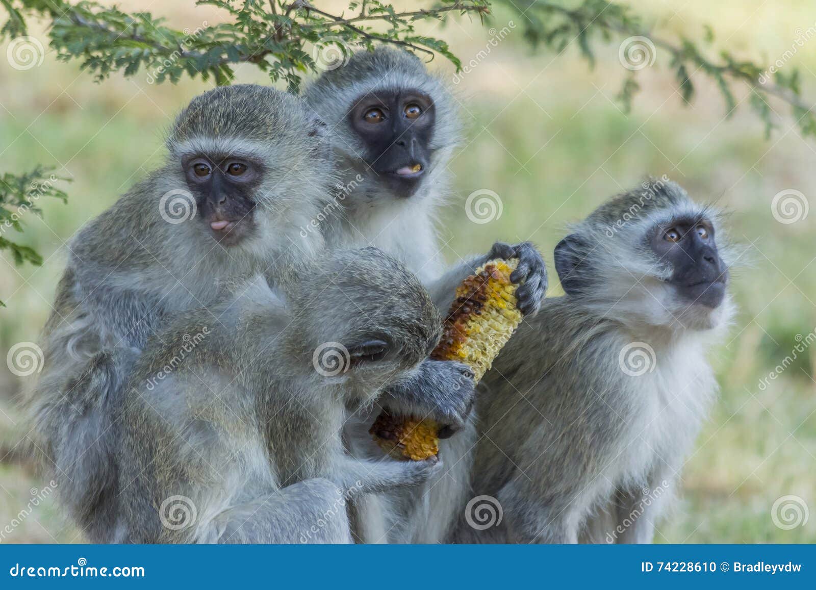 Macacos De Vervet Que Sentam-se Em Uma Rocha Foto de Stock - Imagem de ...