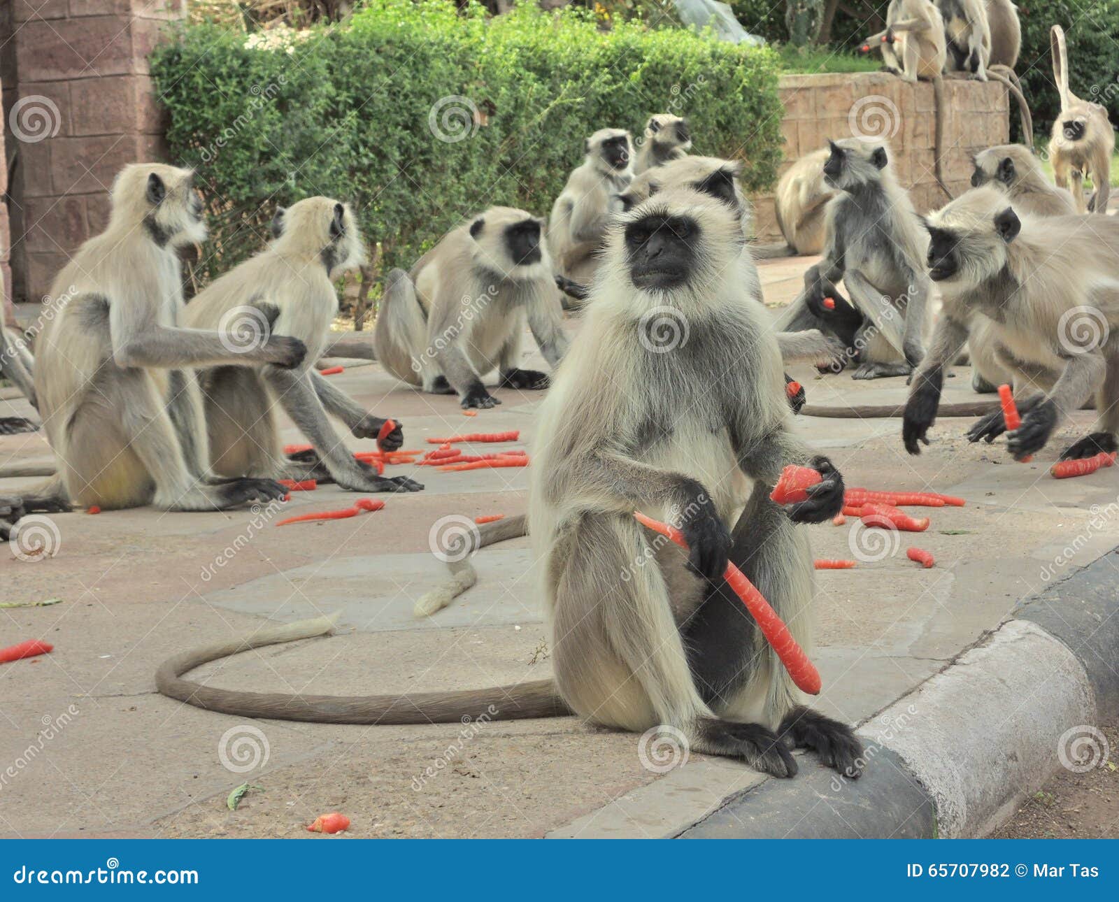 Macacos em India foto de stock. Imagem de grupo, bloco - 65707982