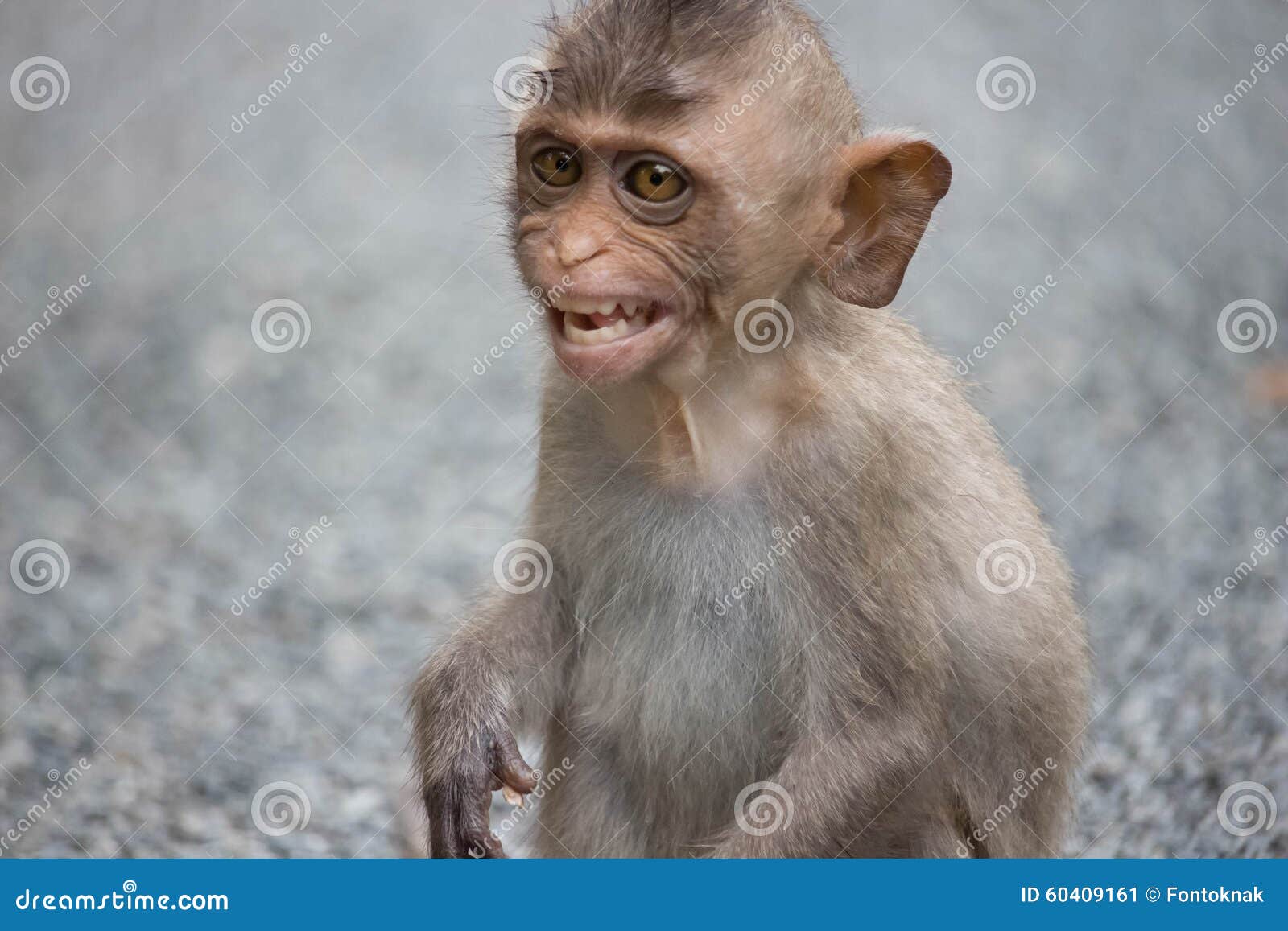 Macacos irritados imagem de stock. Imagem de tropical - 60409161