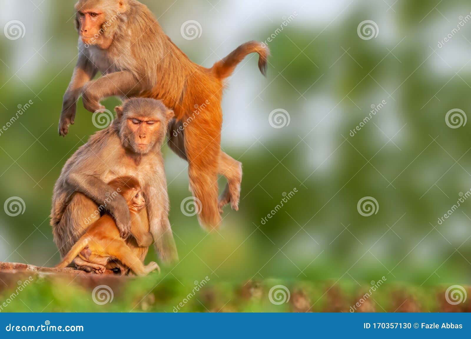 Macacos Macacos-macaco Ou Rhesus Foto de Stock - Imagem de marrom ...