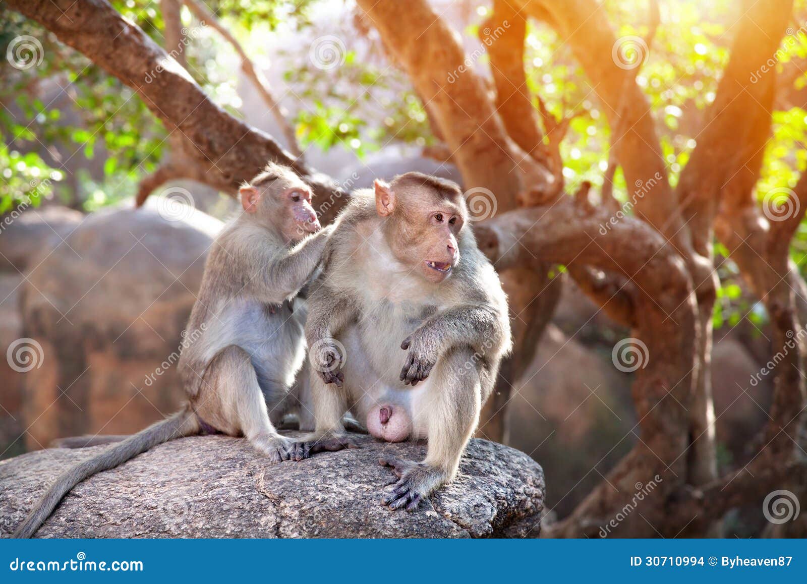 Macacos na Índia foto de stock. Imagem de assento, marrom - 30710994