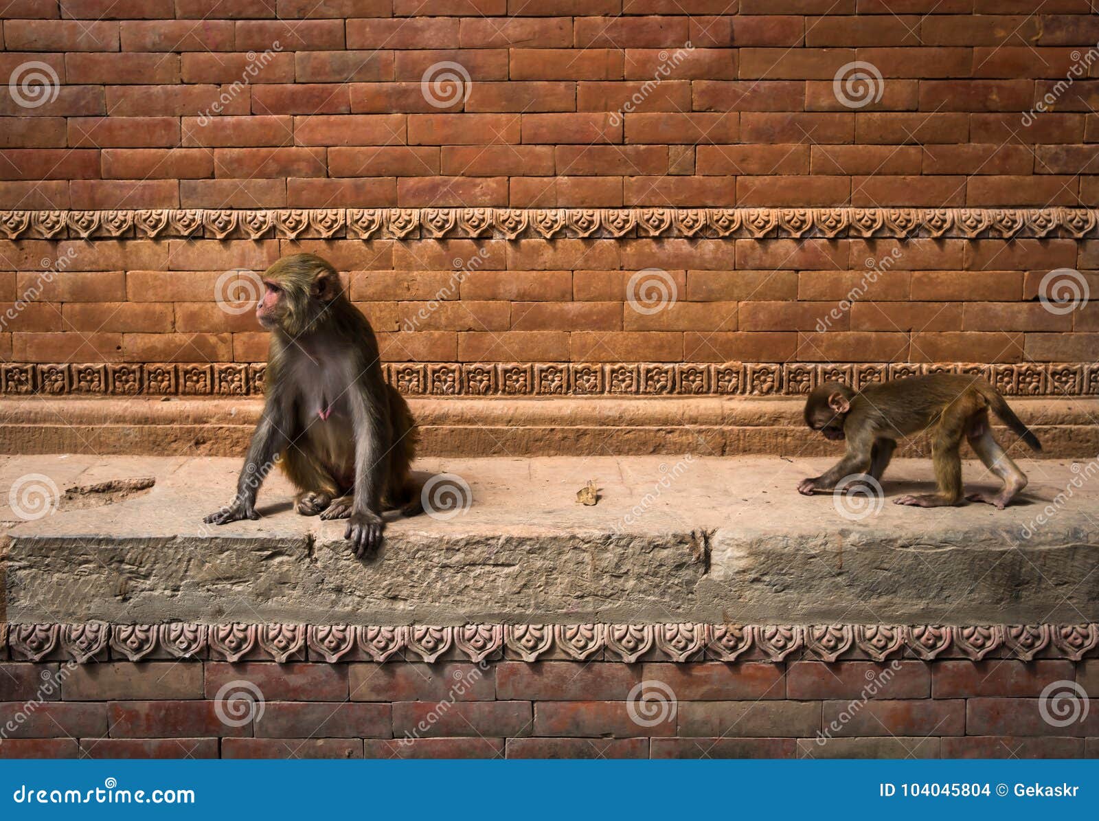 Macacos No Templo De Pashupatinath Foto de Stock - Imagem de ...