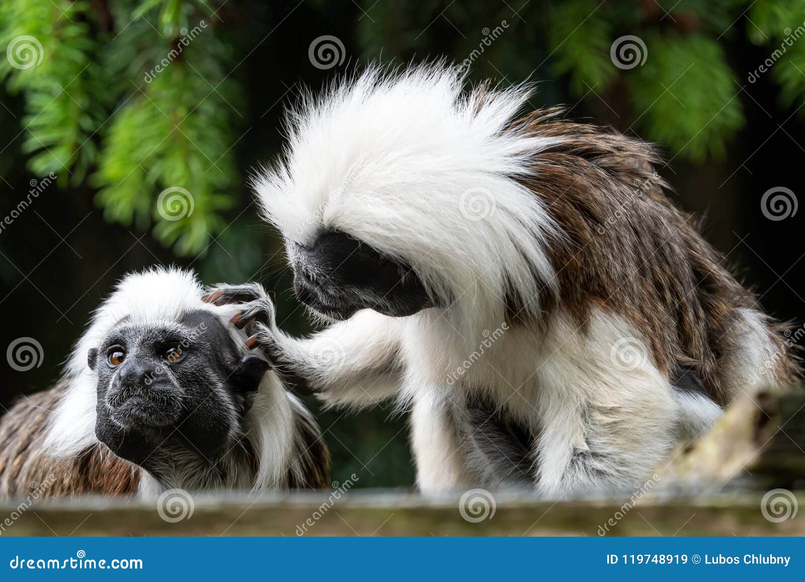 Macacos Pequenos De Saguinus Oedipus Do Tamarin Imagem de Stock ...
