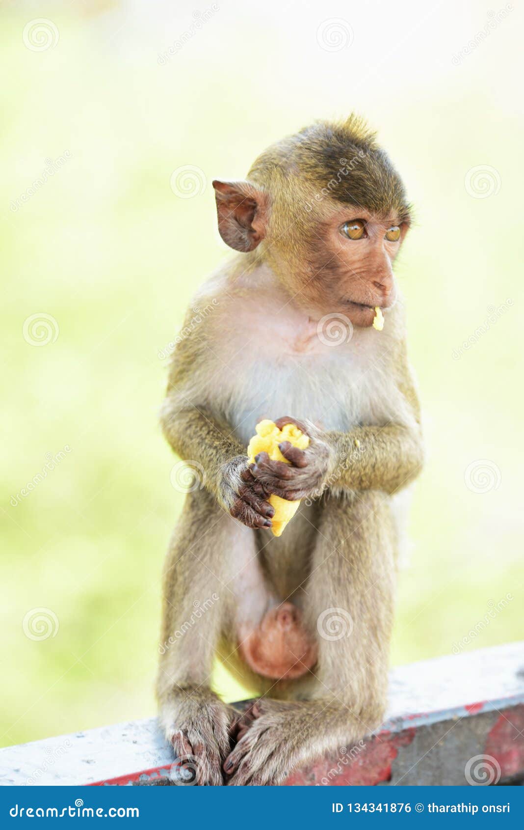 Macacos Que Vivem Nas Montanhas Foto de Stock - Imagem de vivo, olhar ...