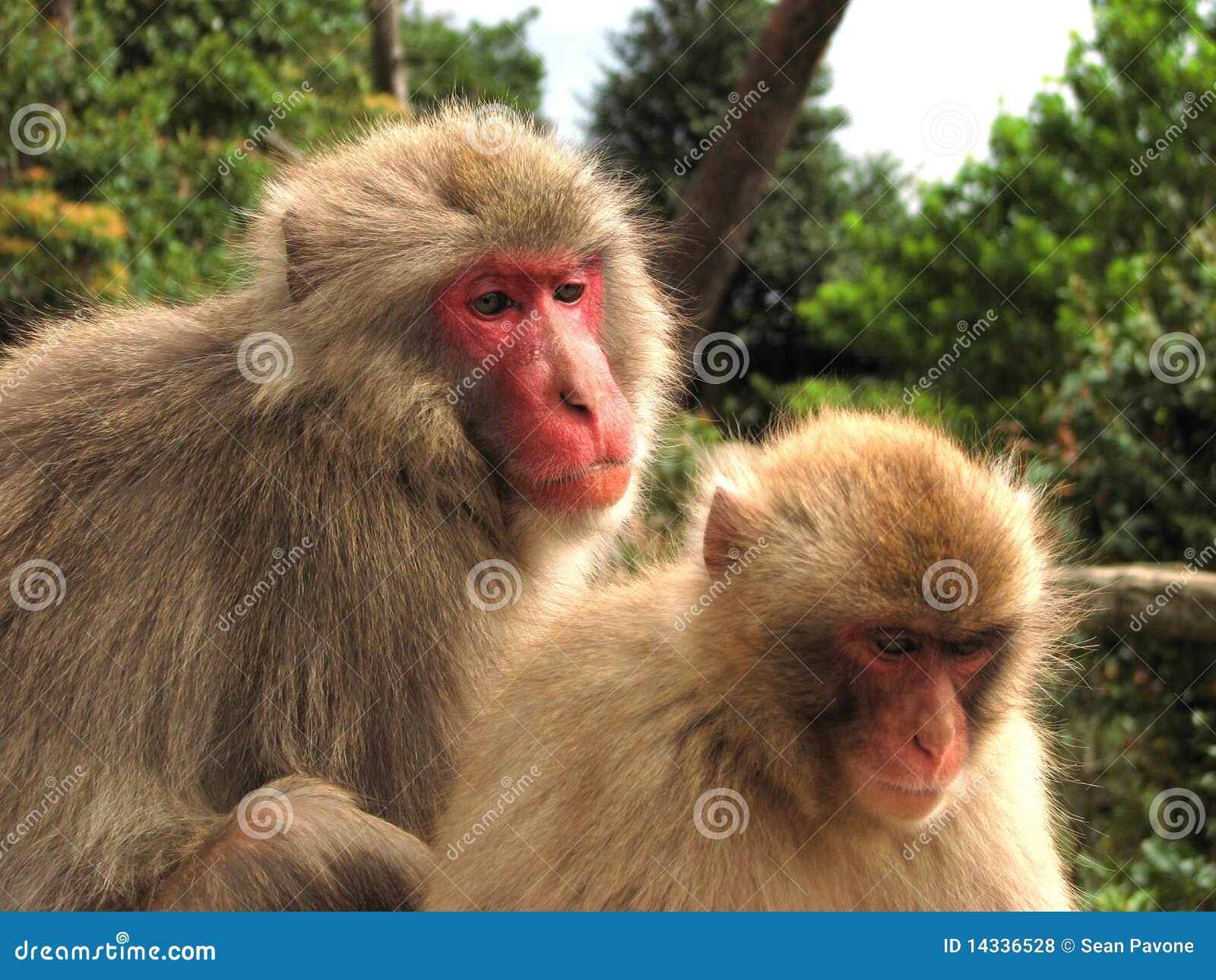 Macacos selvagens em Japão foto de stock. Imagem de wildlife - 14336528