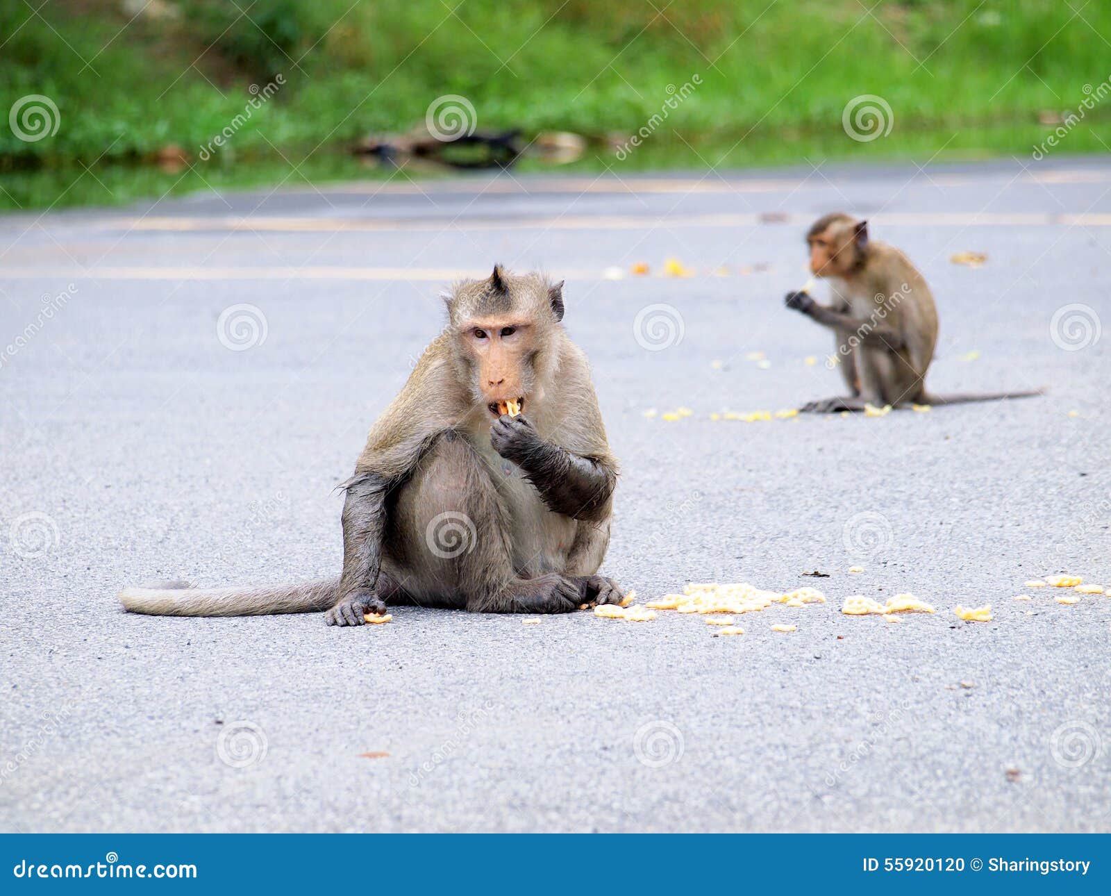 Macacos Selvagens Que Comem O Alimento Dos Povos Foto de Stock - Imagem ...