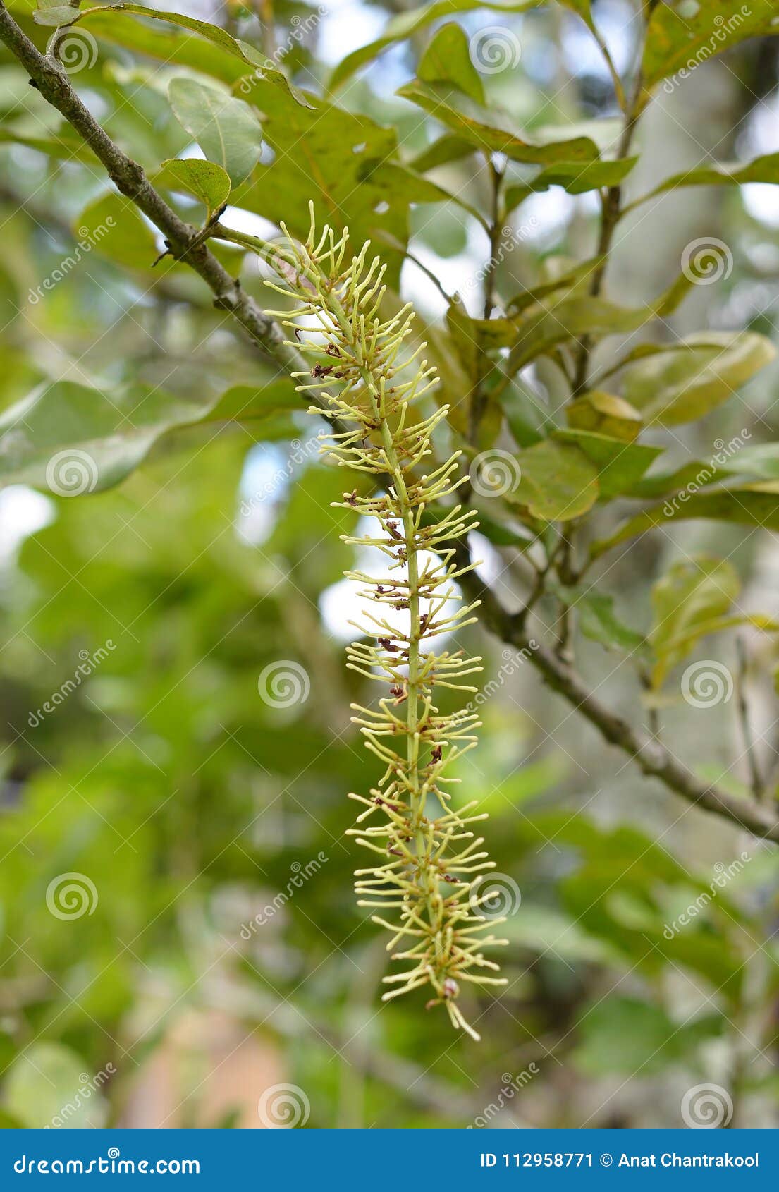 Macadamia flowers on tree stock image. Image of flowers - 112958771